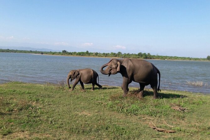 Explore The Beauty Of Udawalawe National Park From South Coast During 01 Day - Practical Details and Tips for Travelers