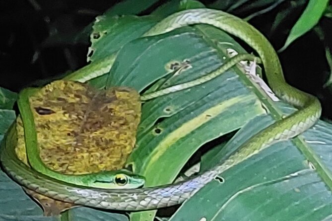 Explore the Dark Side of Nature: Manzanillo Refuge Night Walk - Discovering Nocturnal Wildlife
