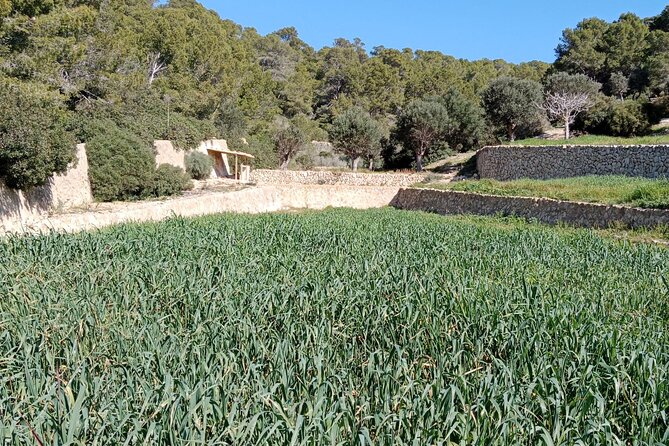 Explore the Island of Dragonera by Kayak and on Foot - Enjoying Free Time for Swimming and Relaxation