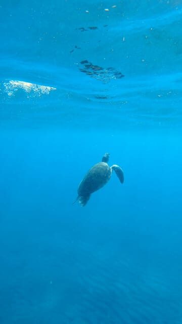 Explore the ocean - Snorkeling for Beginners Los Cristianos - Why This Snorkeling Tour Stands Out