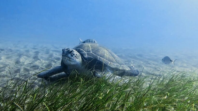 Explore the ocean - Snorkeling for Beginners Los Cristianos - What to Expect from the Experience