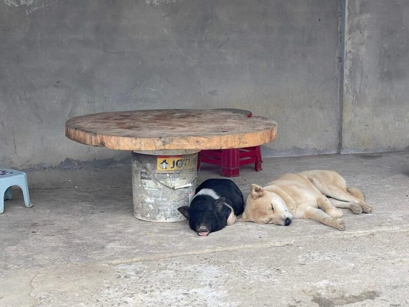 Explore The Real Of Local Life In Sapa - 2D1N - Practical Tips for Travelers