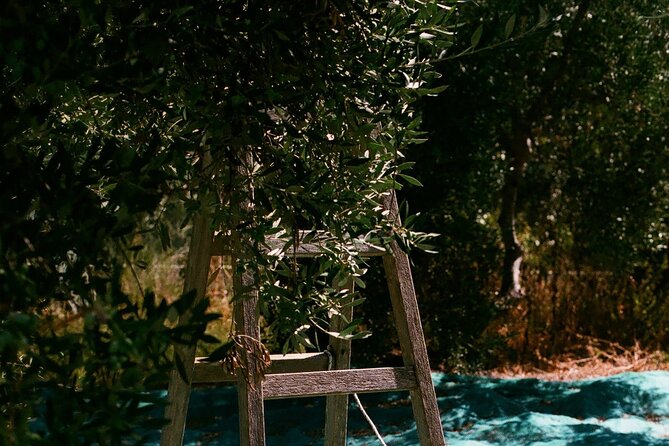 Explore the Secrets of Wine and Olives - Practical Details and Value