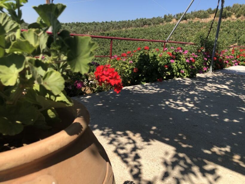 Explore the Secrets of Wine and Olives in Rethymno - A Detailed Look at the Tour Experience