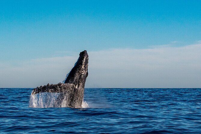 Explore Turtle Canyons Waikiki Snorkel and Sail Adventure - Who Should Consider This Tour?