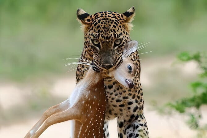 Explore Wild Wonders of Yala - Key Points