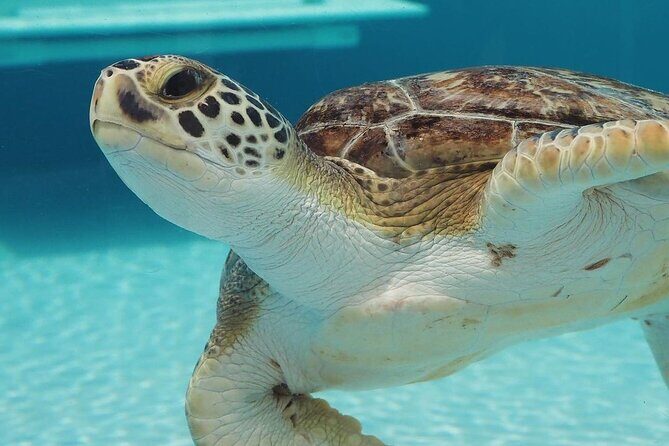 Explore Wildlife Sanctuaries on the WILD Palm Beaches Tour - A Closer Look at the Itinerary