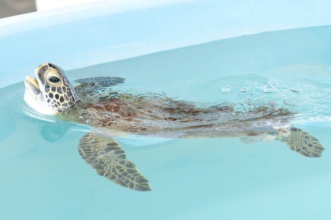 Explore Wildlife Sanctuaries on the WILD Palm Beaches Tour - Authentic Feedback from Visitors