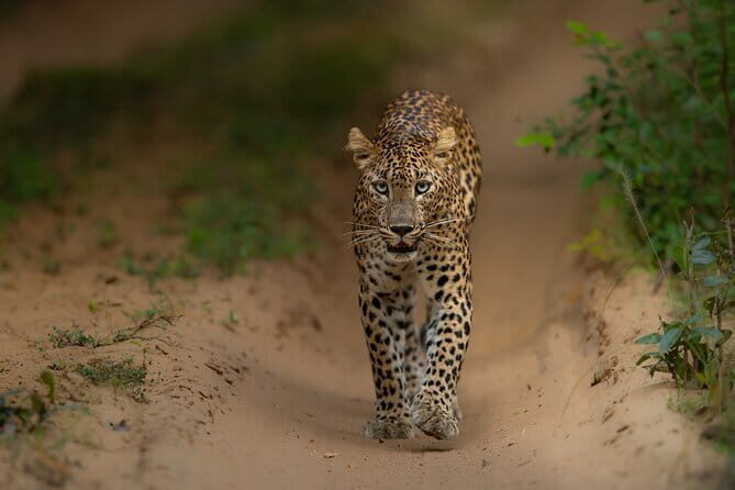 Explore Wilpattu National Park Private 4WD Tour - Why This Tour Offers Excellent Value