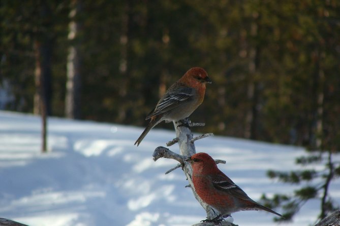Explore Winter Woods: Snowshoe Walk With Local Biologist - What to Expect During the Walk