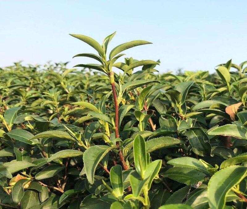 Explorer Border road and Nature ( Tea and Coffee ) - Practical Tips for Your Trip