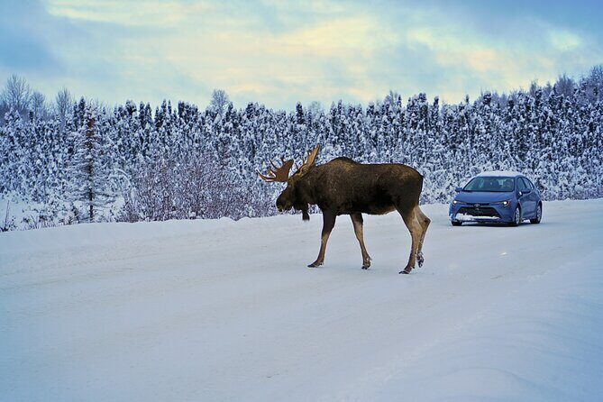 Exploring Anchorage on Winter Sundays - Point Woronzof and Earthquake Park: Nature and Resilience