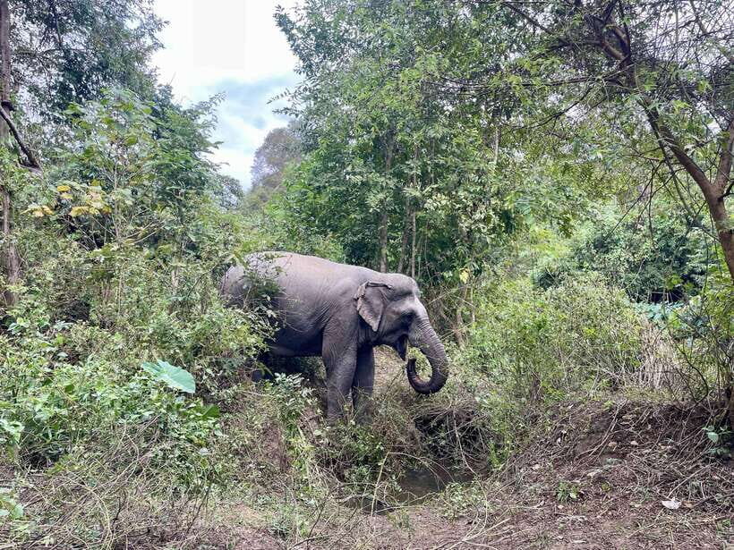 Exploring Don Village & Yok Don National Park - FAQ
