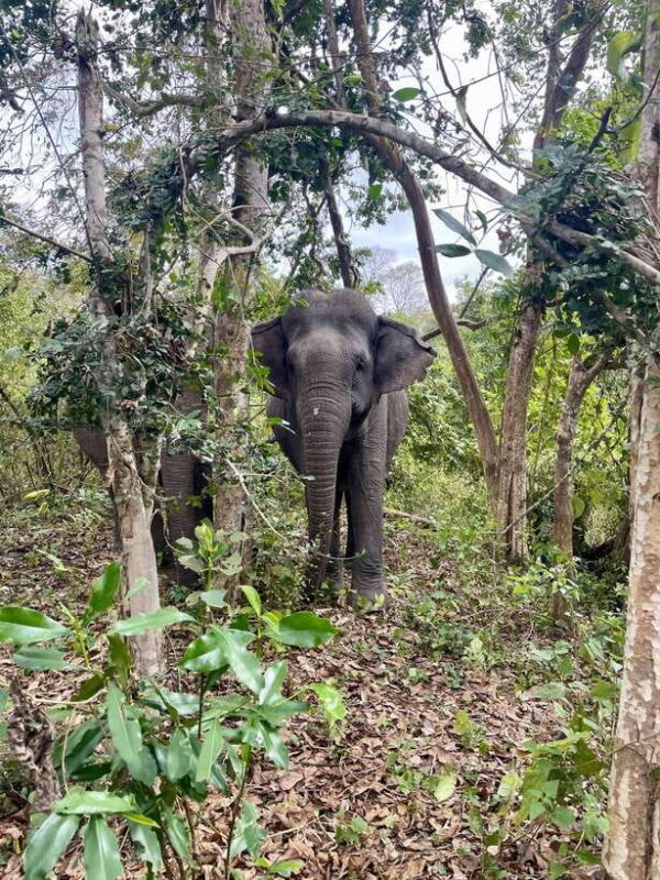 Exploring Don Village & Yok Don National Park - FAQ