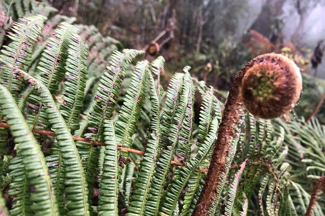 Exploring Fansipan: A 2-Day, 1-Night Trekking Adventure - What Travelers Say