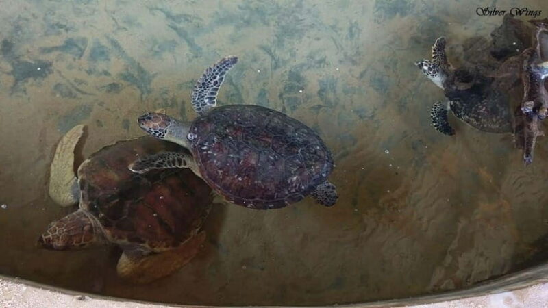 Exploring : Galle, Madu River & Turtle Hatchery Adventure - FAQ