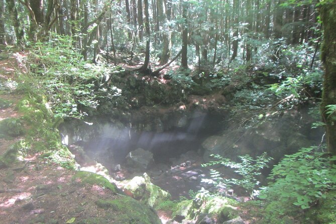 Exploring Mt Fuji Ice Cave and Sea of Trees Forest - Seasonal Variations