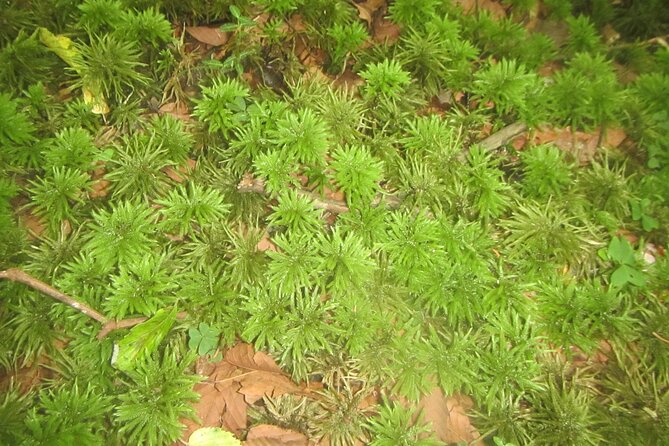 Exploring Mt Fuji Ice Cave and Sea of Trees Forest - Cultural Engagement