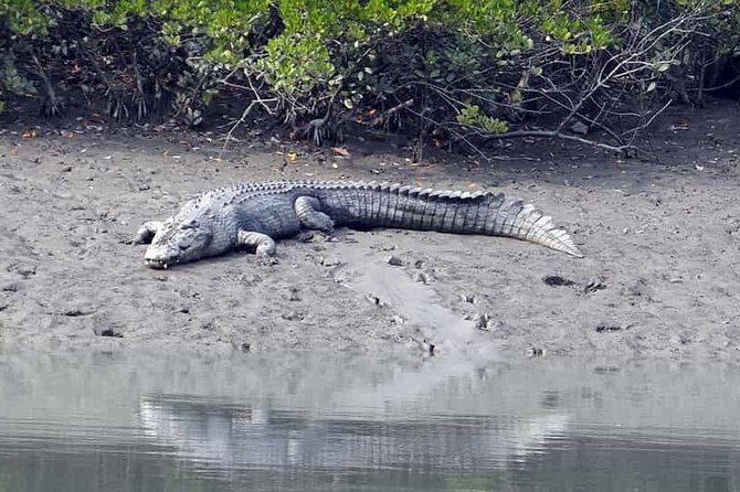 Exploring the beauty of Sunderban - An In-Depth Look at the Sunderban Tour Experience