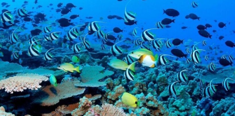 Exploring the Eastern Coast: A Week of Beaches and Reefs - Who Will Love This Tour?