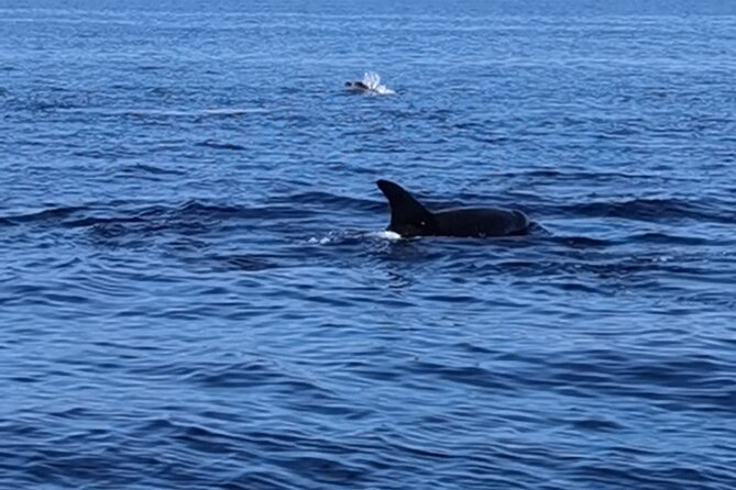 Express Tour to Benagil Cave & Marinha - Boat Tour Experience