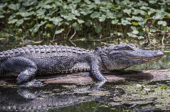 Extreme Everglades: Crocodiles and Adventure from Miami - FAQ