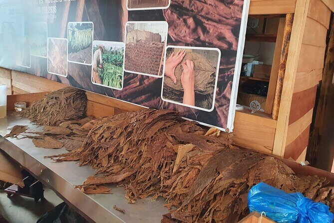 Extreme Fun in Safari Punta Cana Medio Dia - Who Will Love This Tour?