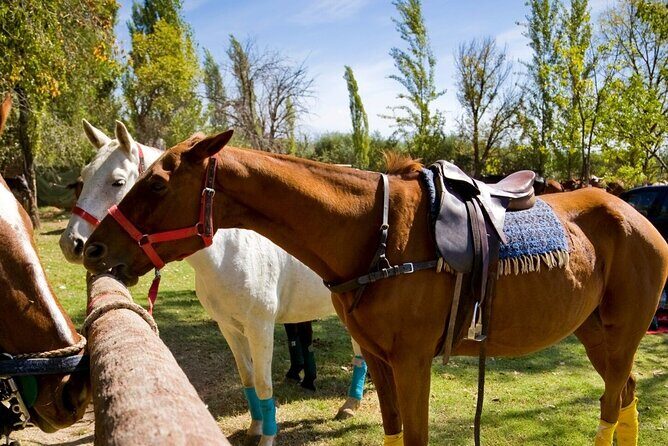 Extreme Horses Adventure with ATV, Ziplines & Cenote - Final Thoughts