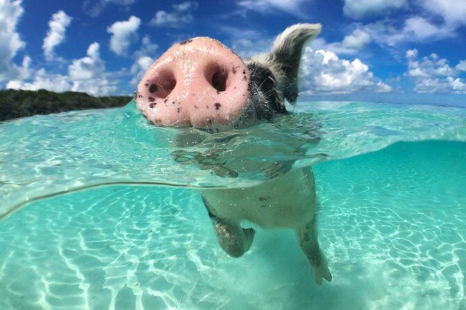Exuma Day Away - Original Swimming Pigs Excursion - The Itinerary: What to Expect at Each Stop