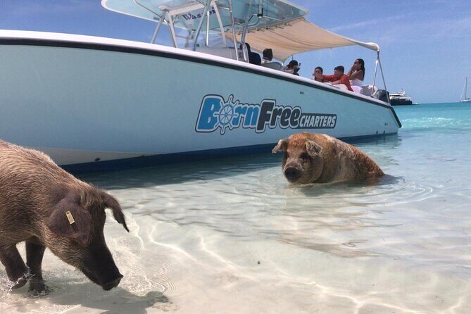Exuma Island Hopping Swimming Pigs Tour with Lunch from Nassau - FAQ
