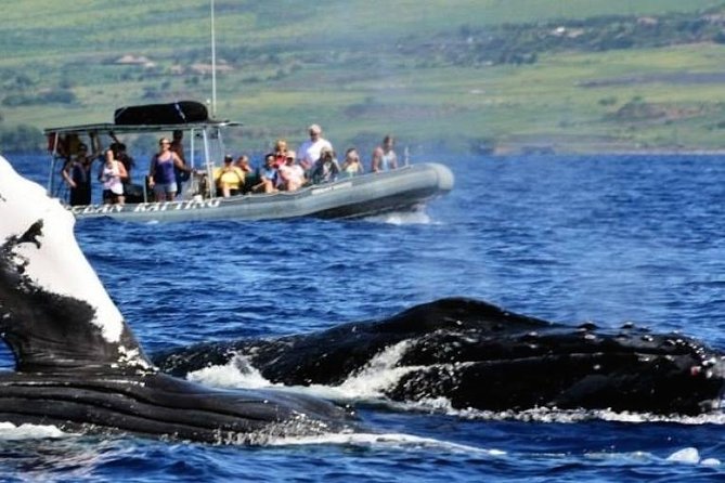 Eye-Level Whale Watching Eco-Raft Tour from Lahaina - The Seasonal Focus: Whales versus Dolphins