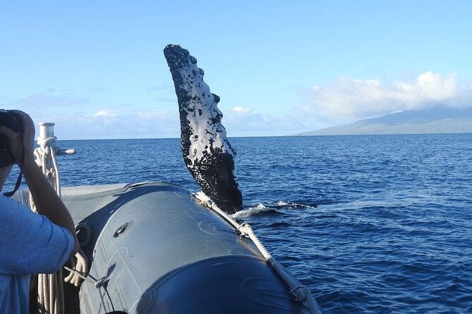Eye-Level Whale Watching Eco-Raft Tour from Lahaina - The Itinerary: What to Expect