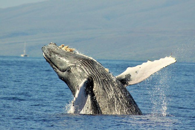 Eye-Level Whale Watching Eco-Raft Tour from Lahaina - Pricing and Value