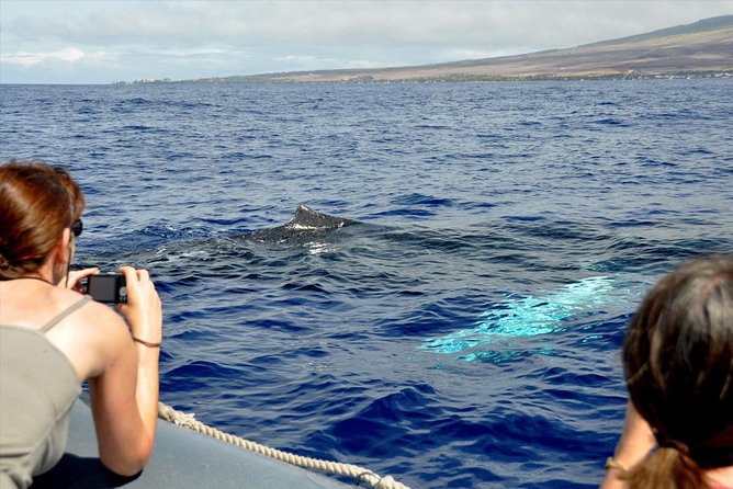 Eye-Level Whale Watching Eco-Raft Tour from Lahaina - Who Will Love This Tour?