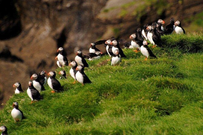 Eyjascooter Puffin Tour in Iceland - Experience Highlights