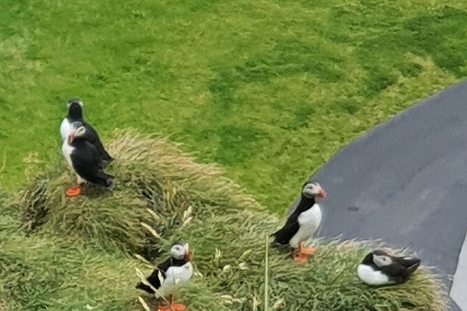 Eyjascooter Puffin Tour in Iceland - Meeting and Pickup Information