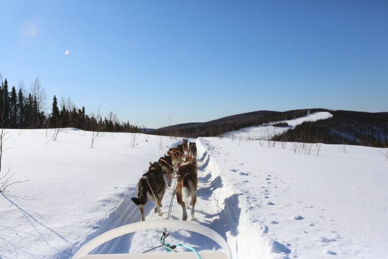 Fairbanks: 1-Hour Alaskan Winter Dog Sledding Adventure - The Itinerary: What to Expect