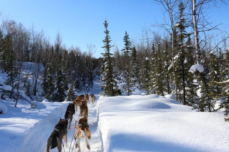 Fairbanks: 1-Hour Alaskan Winter Dog Sledding Adventure - The Guide and Group Size