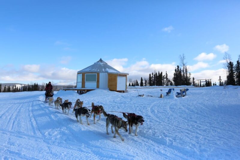 Fairbanks: 1-Hour Alaskan Winter Dog Sledding Adventure - The Cost and Its Value