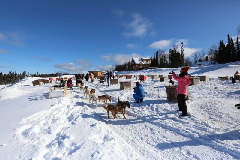 Fairbanks: 1-Hour Alaskan Winter Dog Sledding Adventure - The Environment and Safety