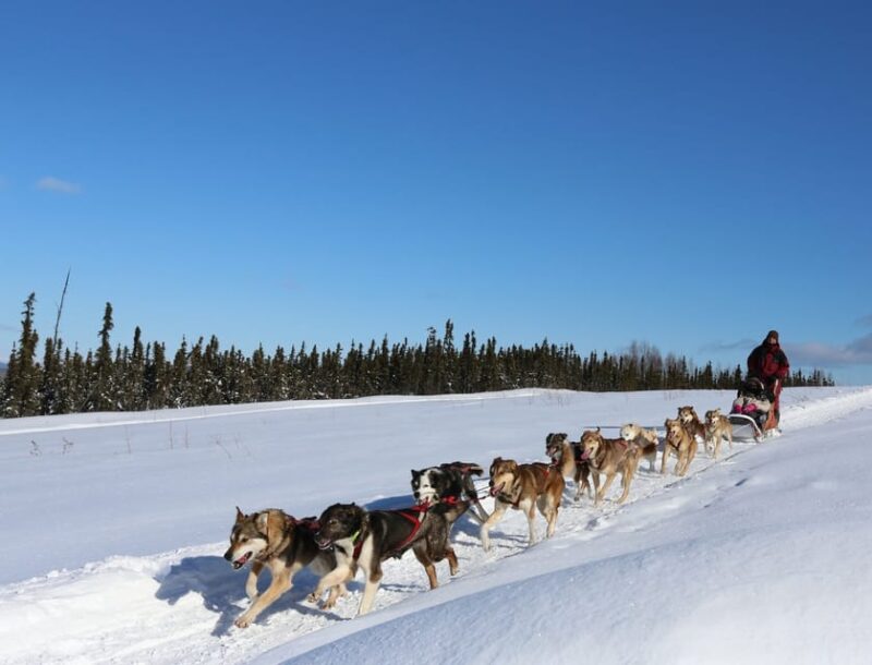 Fairbanks: 1-Hour Alaskan Winter Dog Sledding Adventure - The Authenticity and Reviews