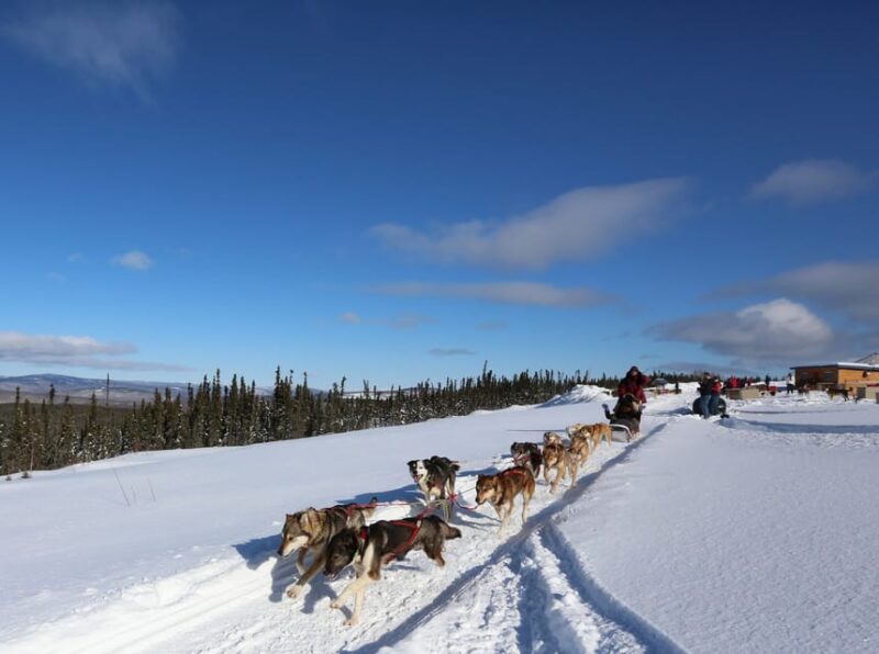 Fairbanks: 1-Hour Alaskan Winter Dog Sledding Adventure - Practical Tips for Travelers