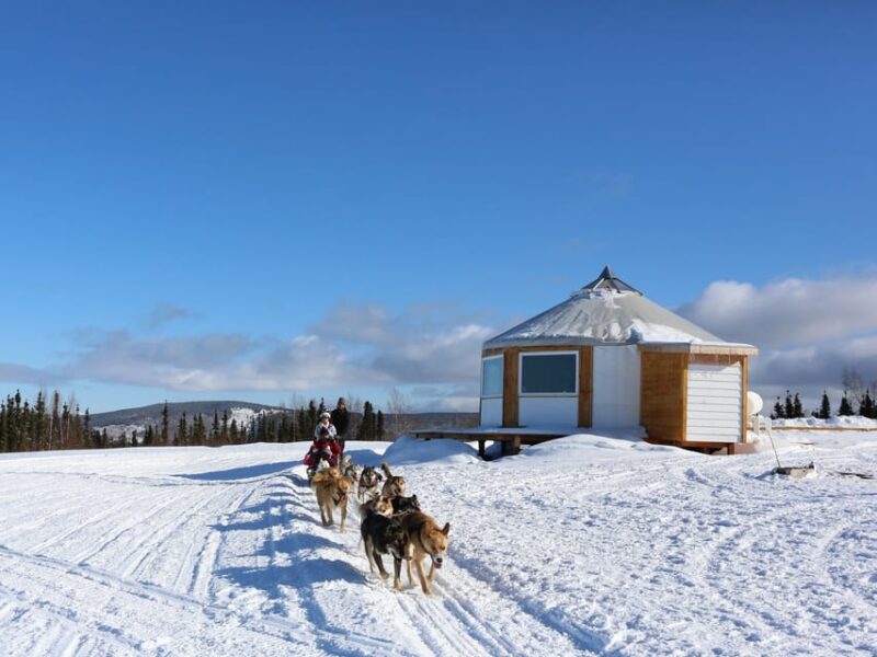 Fairbanks: 1-Hour Alaskan Winter Dog Sledding Adventure - The Sum Up: Who Should Consider This Tour?