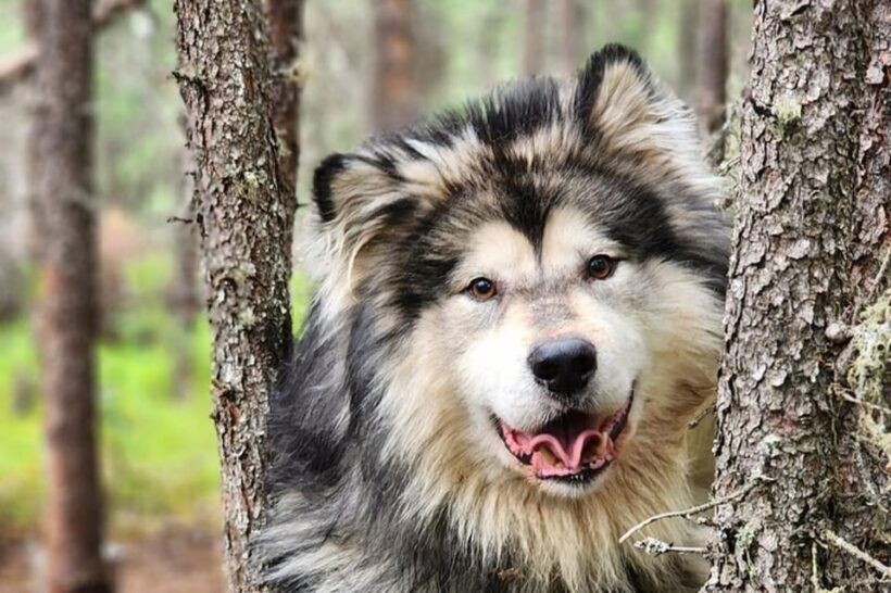 Fairbanks: Alaskan Summer Sled Dog Adventure - The Sum Up