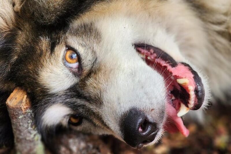 Fairbanks: Alaskan Summer Sled Dog Adventure - Key Points