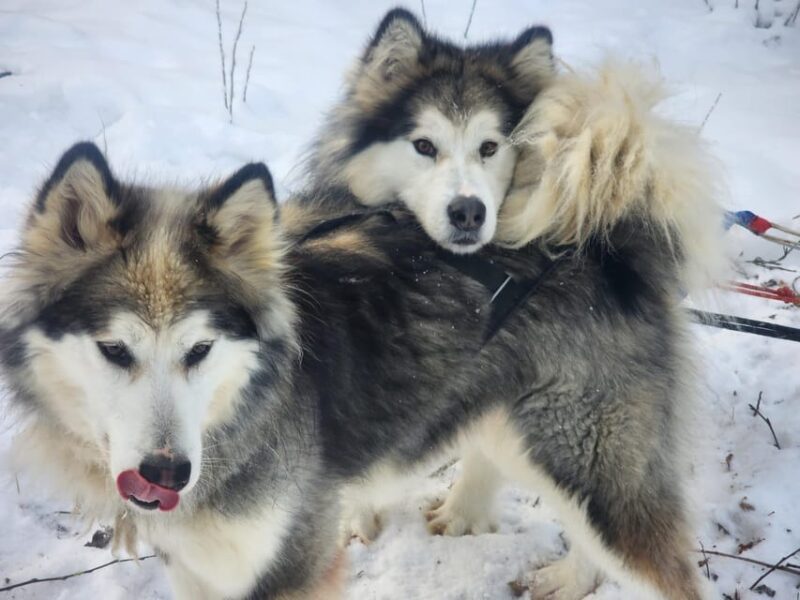 Fairbanks: Alaskan Summer Sled Dog Adventure - A Detailed Breakdown of the Experience