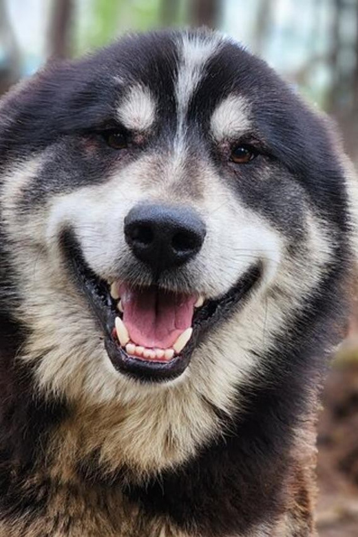 Fairbanks: Alaskan Summer Sled Dog Adventure - Practical Details and Tips