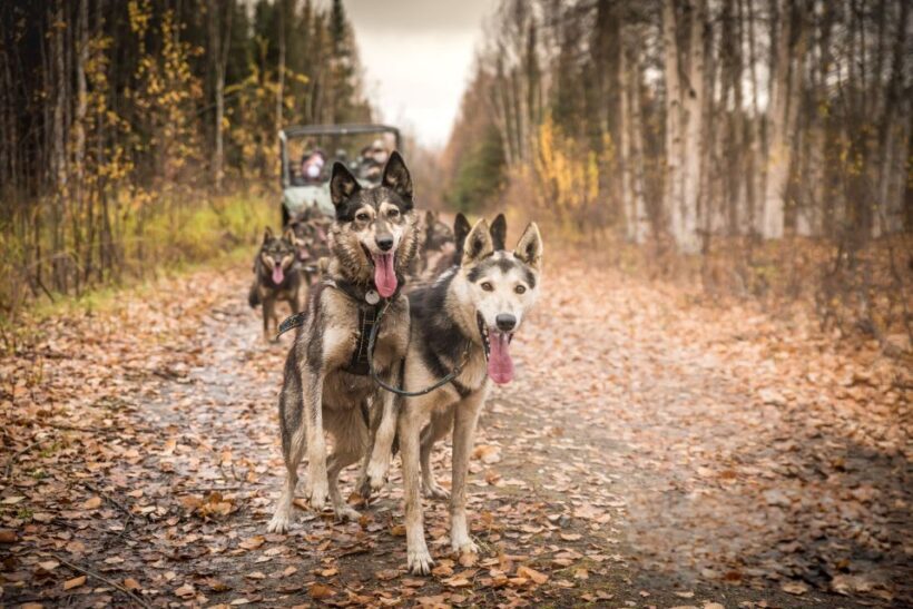 Fairbanks: Dog Mushing through Fall Landscapes on a UTV - The Experience in Detail