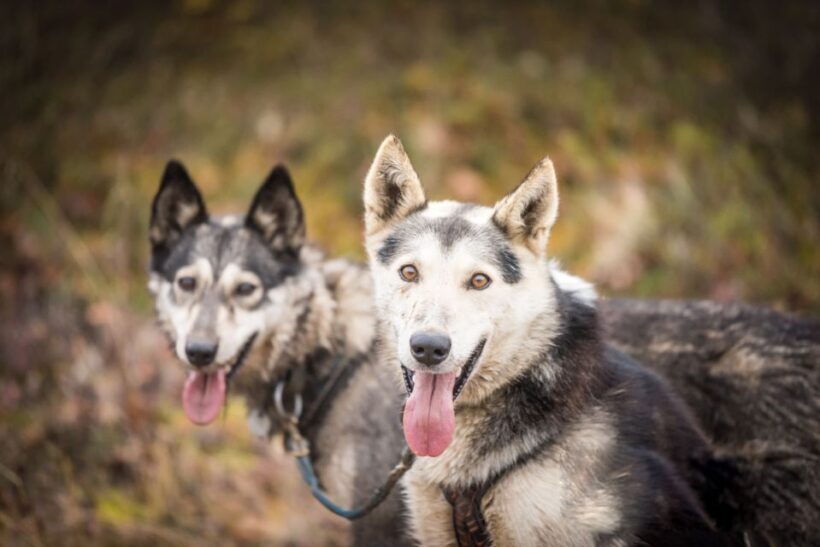 Fairbanks: Dog Mushing through Fall Landscapes on a UTV - FAQs