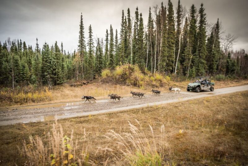 Fairbanks: Dog Mushing through Fall Landscapes on a UTV - An Introduction to Fairbanks’ Fall Mushing Tour